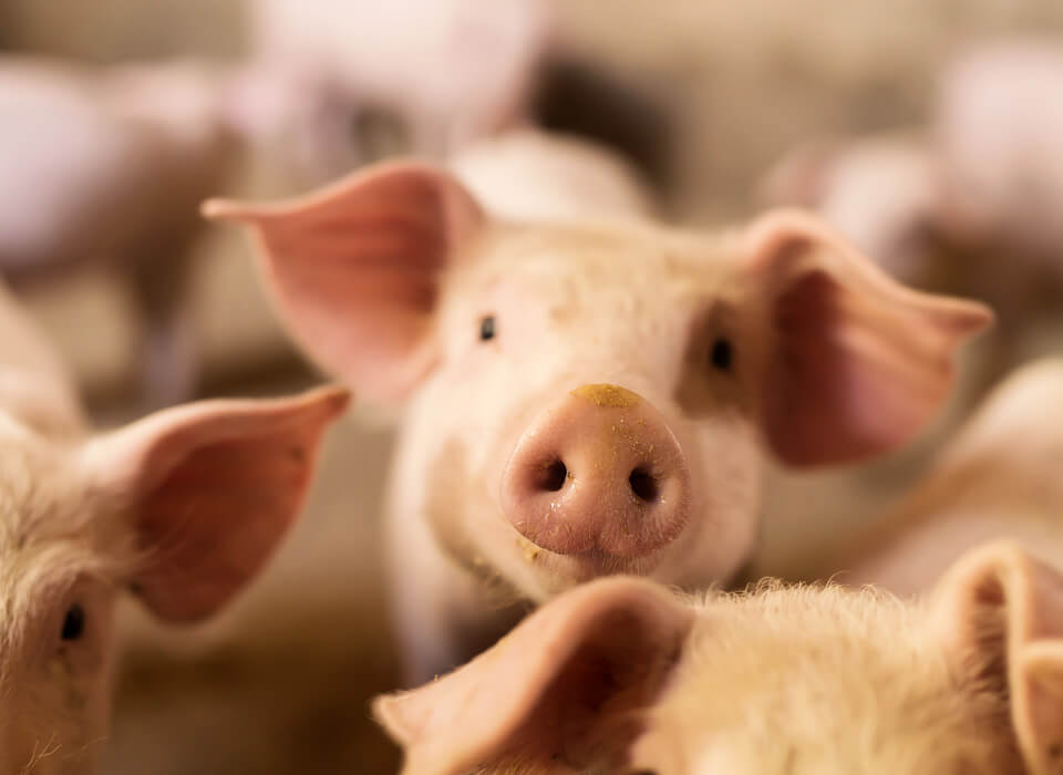 Programmation - Festival du cochon